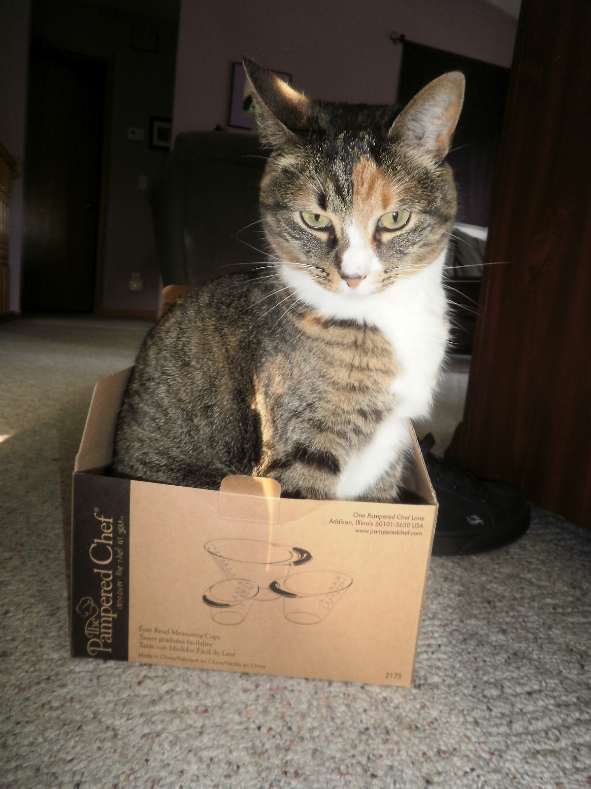 Catladyland: Cats are Funny: Gallery of Cat Stink-Eye