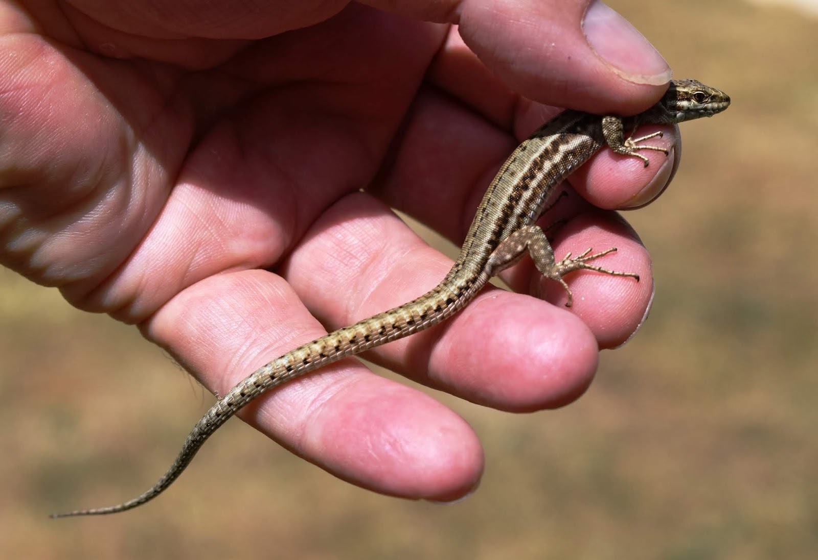 The Bald Birder (and Moffer): Common Wall Lizards: August 2019, La Jard ...