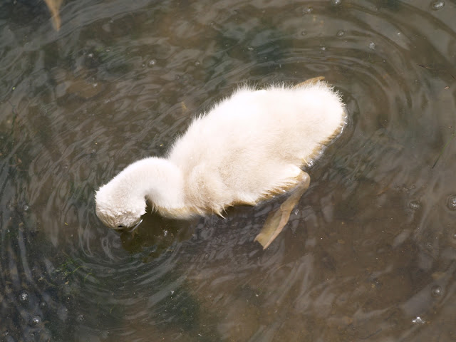 Fotografiando mi Mundo: Cisnes...padres felices y los polluelos ...