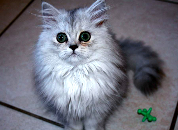 10 Jenis Kucing Paling Kecil di Dunia | Kucing gue