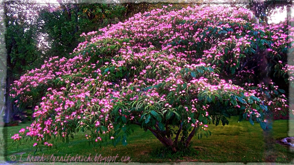 Creativity in an Imperfect World: Dad's mimosa tree and Mom's flowers