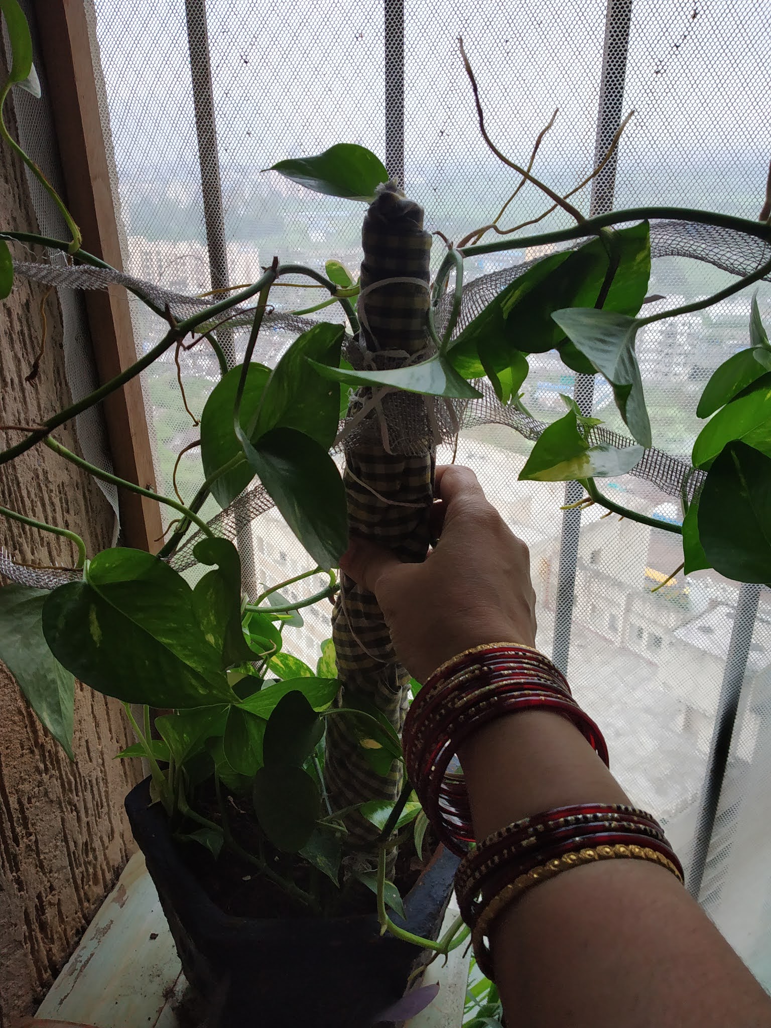 Garden Care Simplified: Money plant Infinity technique, money plant ...