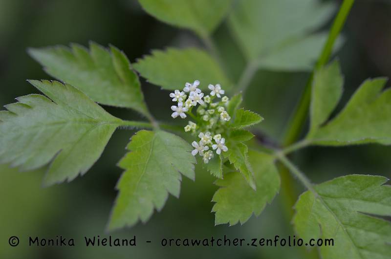 Orca Watcher: April Flowers and May Moths