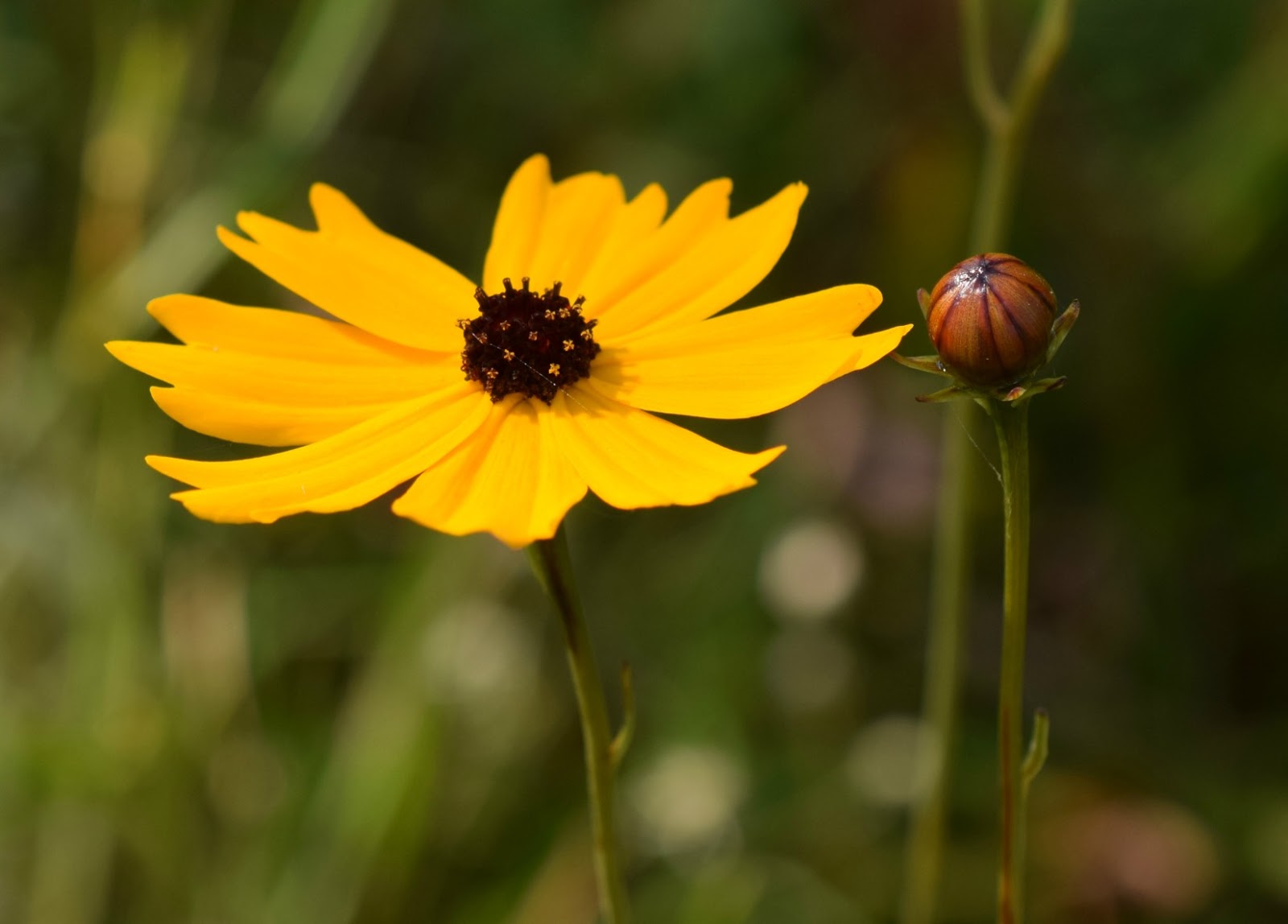 Using Georgia Native Plants: Coreopsis in the Garden