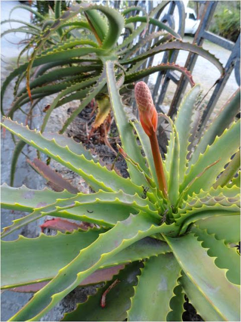 La Doctora De Las Plantas: Especies de sábila varían en el color de sus ...