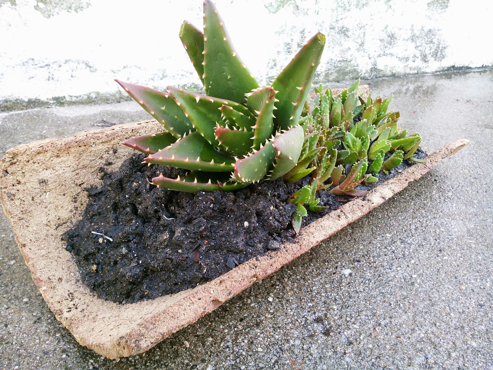 Rc.arte : Álbum Catos & Suculentas