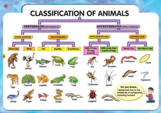 VERTEBRATE ANIMALS (6º) ~ MY ENGLISH AND SCIENCE