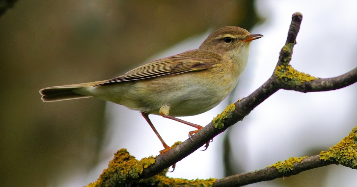 Raw Birds: WILLOW WARBLER (Phylloscopus trochilus) The Bailey, Howth ...