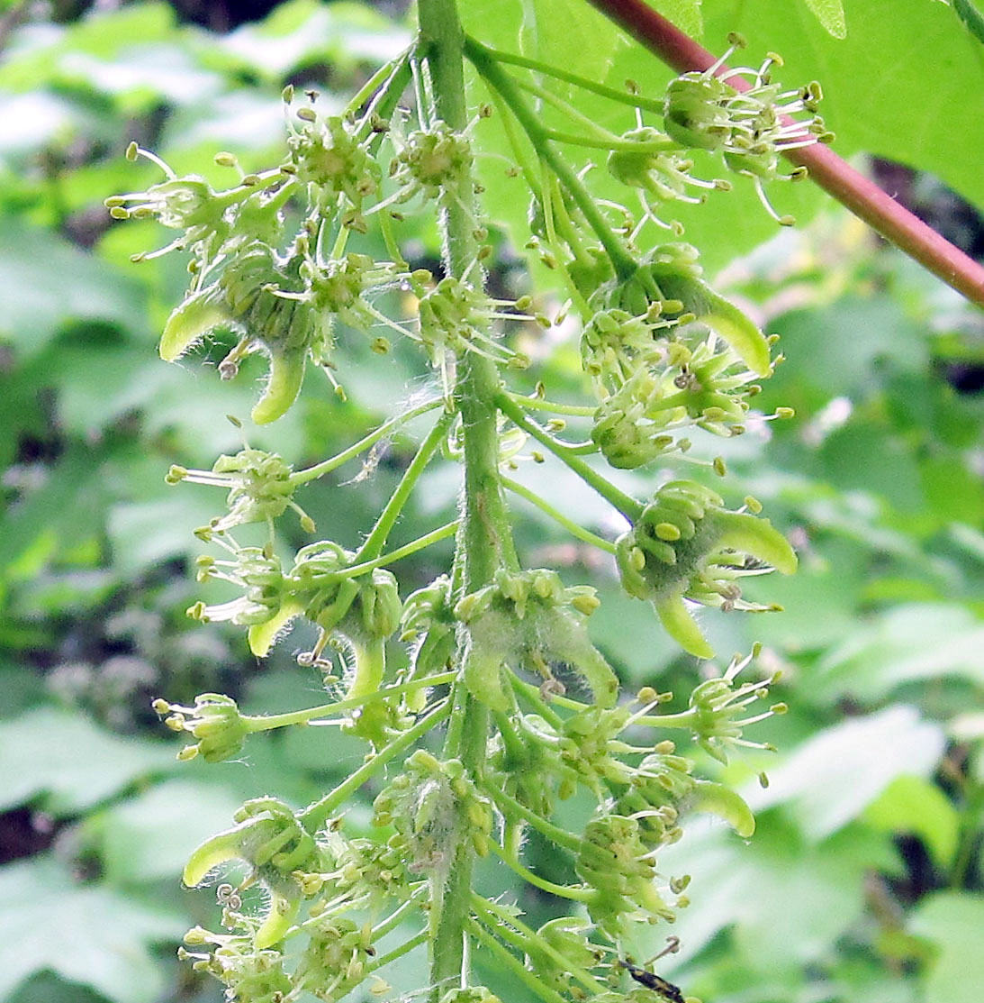 Field Maple and Sycamore Flowers | Naturally