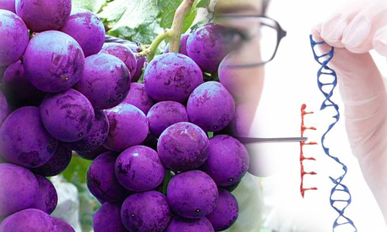 Are Seedless Grapes Genetically Modified