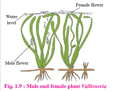 REPRODUCTION IN LOWER AND HIGHER PLANTS - Notes for Class 12 Biology ...