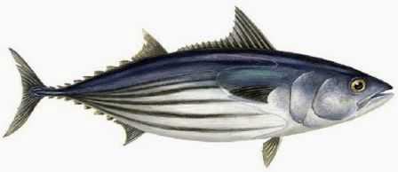 Mengenal Perbedaan Antara Ikan Tongkol, Ikan Cakalang, dan Ikan Tuna