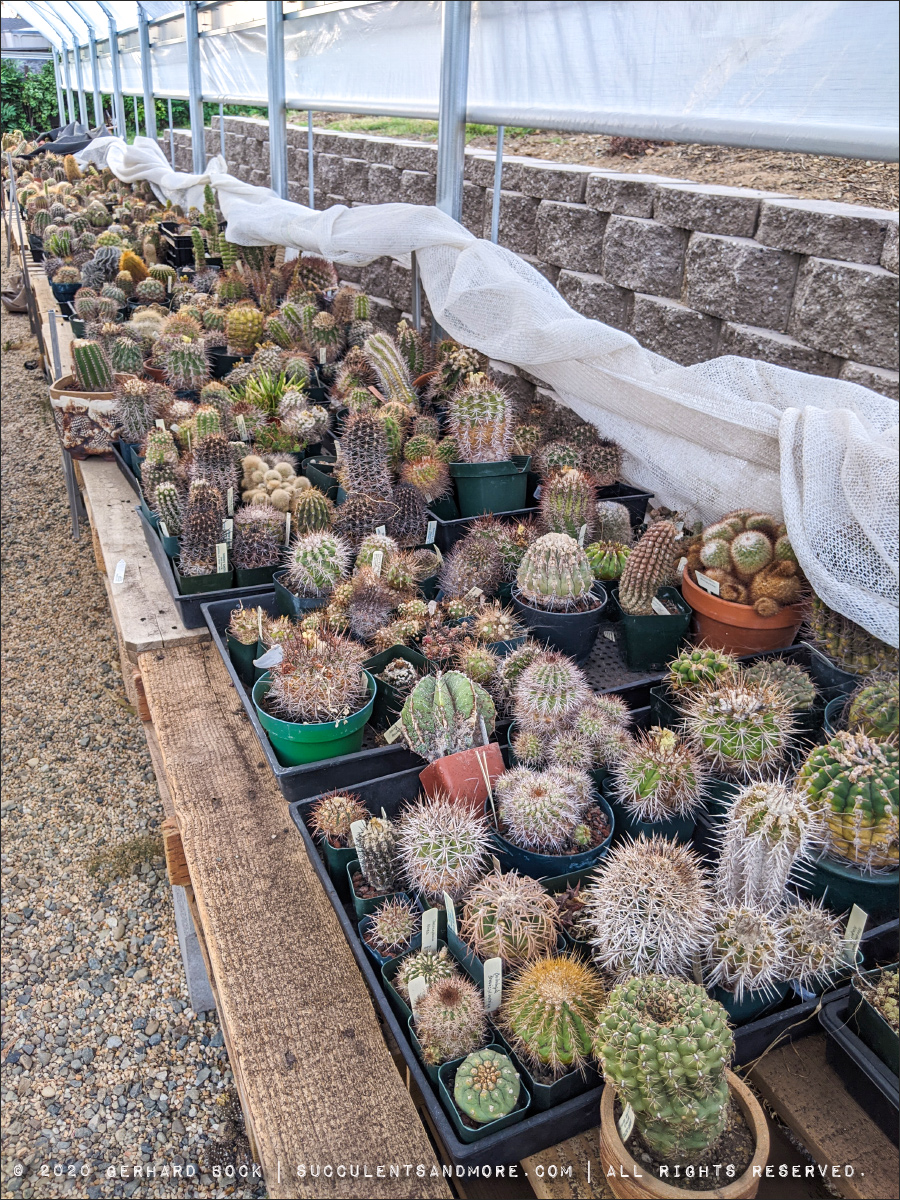 Serious cactus collector = seriously large greenhouse