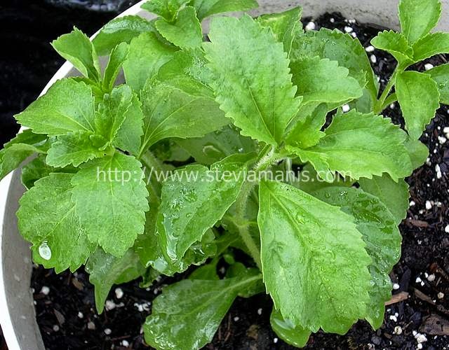 ROYAL SWEETENER STEVIA ATAU ’PEMANIS SEMULAJADI STEVIA | Ceritera Si ...