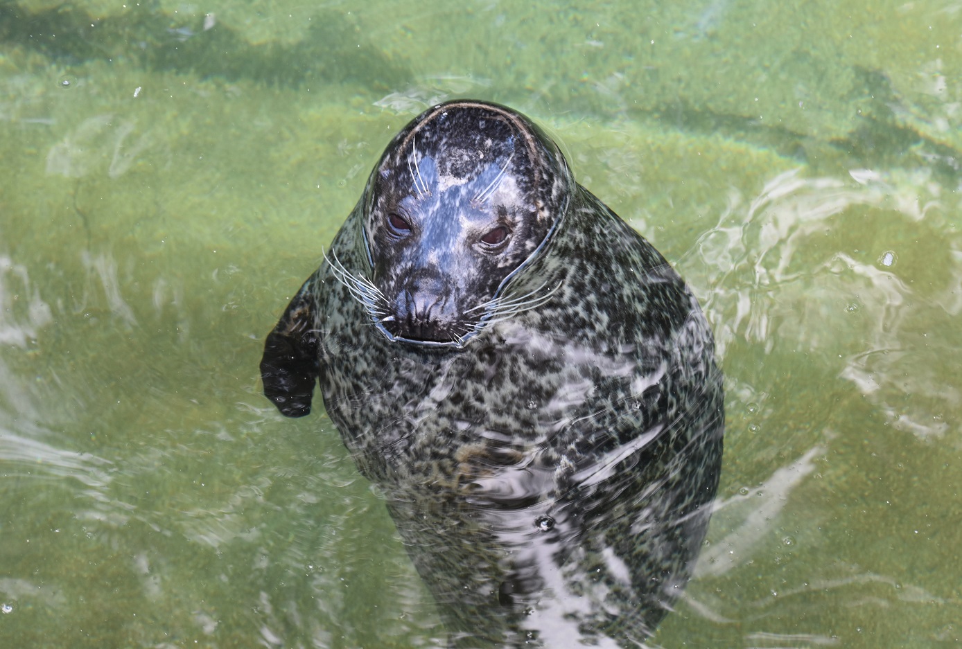 ZOOTOGRAFIANDO (6.100 ANIMALS): FOCA COMÚN O MOTEADA / HARBOUR SEAL ...