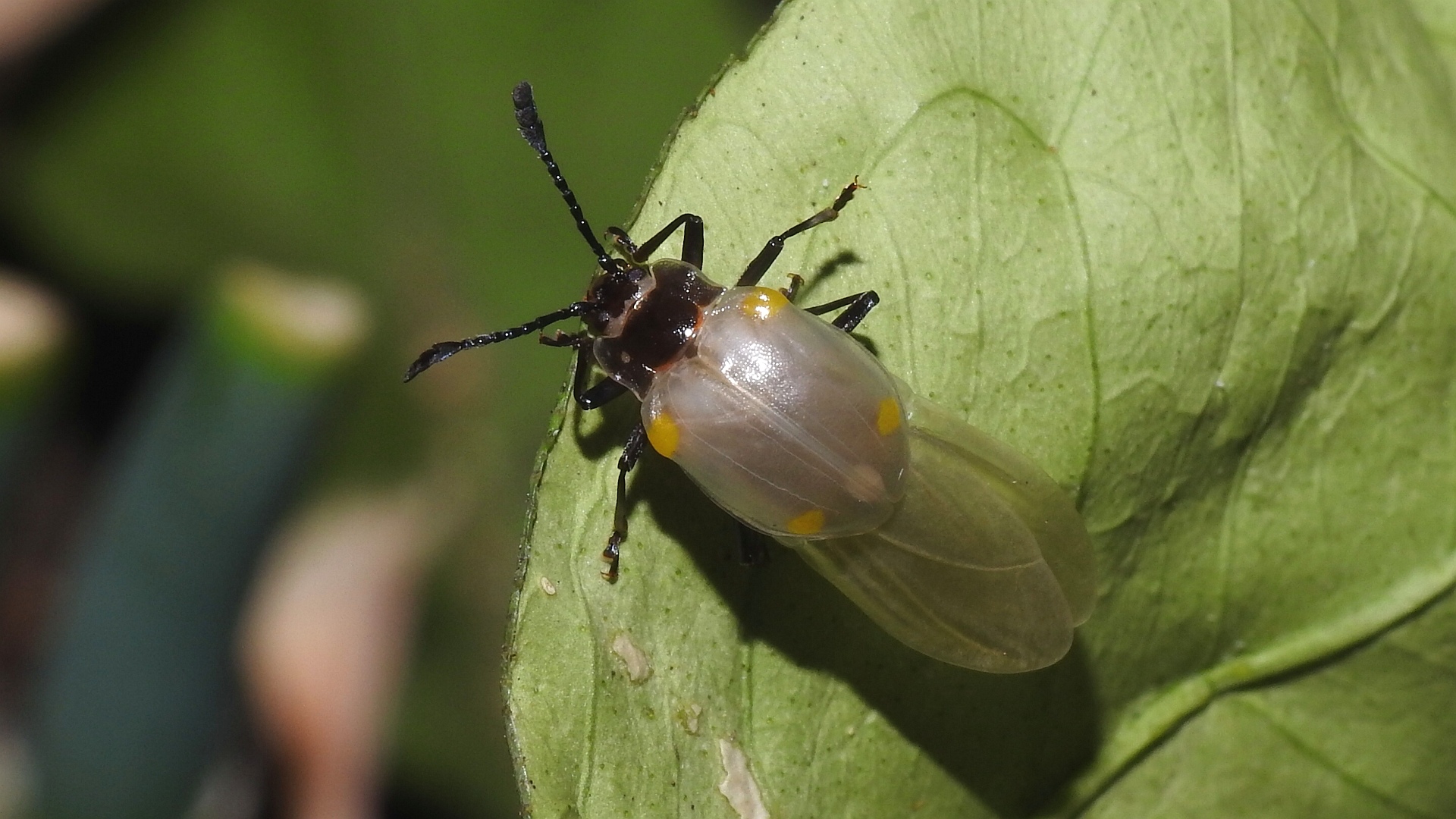 台灣-鳥類與昆蟲-自然觀察記錄: 肩斑辛偽瓢蟲 Sinocymbachus humerosus