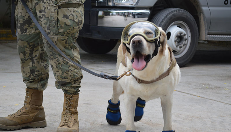 Ella es Frida, la perrita de rescate que se convirtió en la heroína de ...