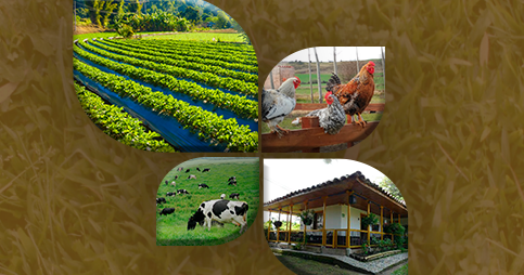 Propuesta metodológica para la medición del activo biológico: camarón ...