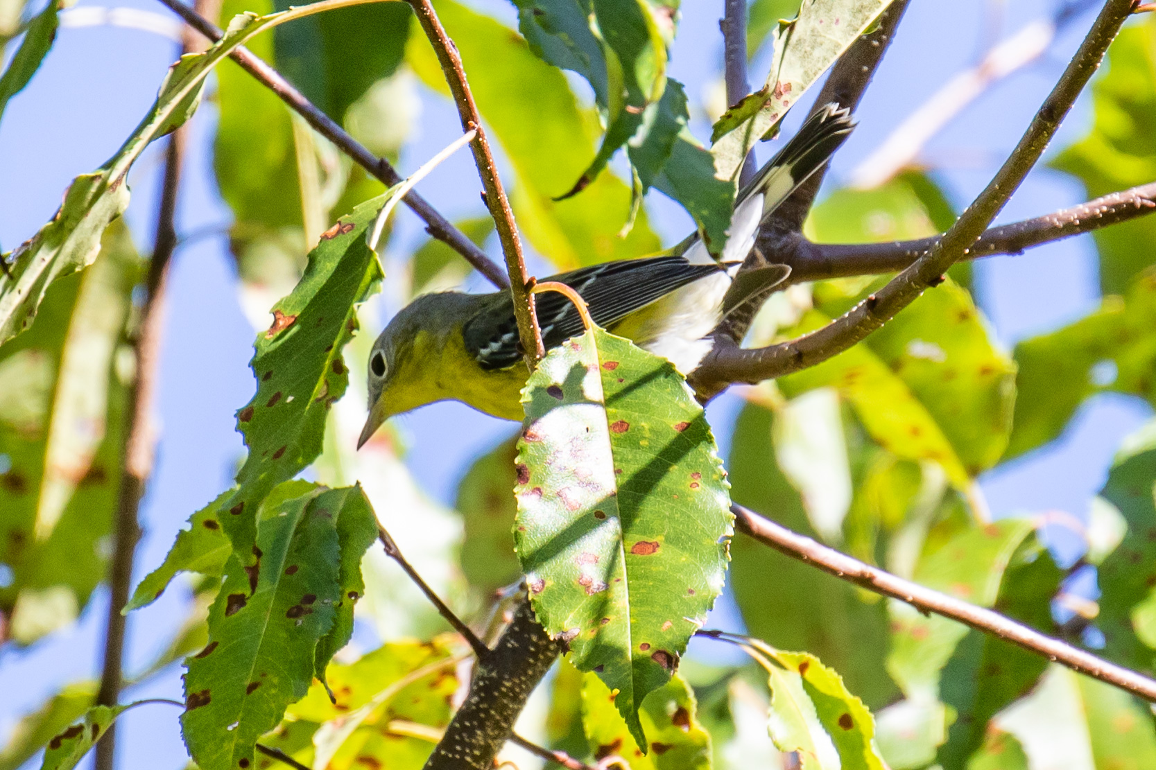 A Wave of Warblers in Connecticut