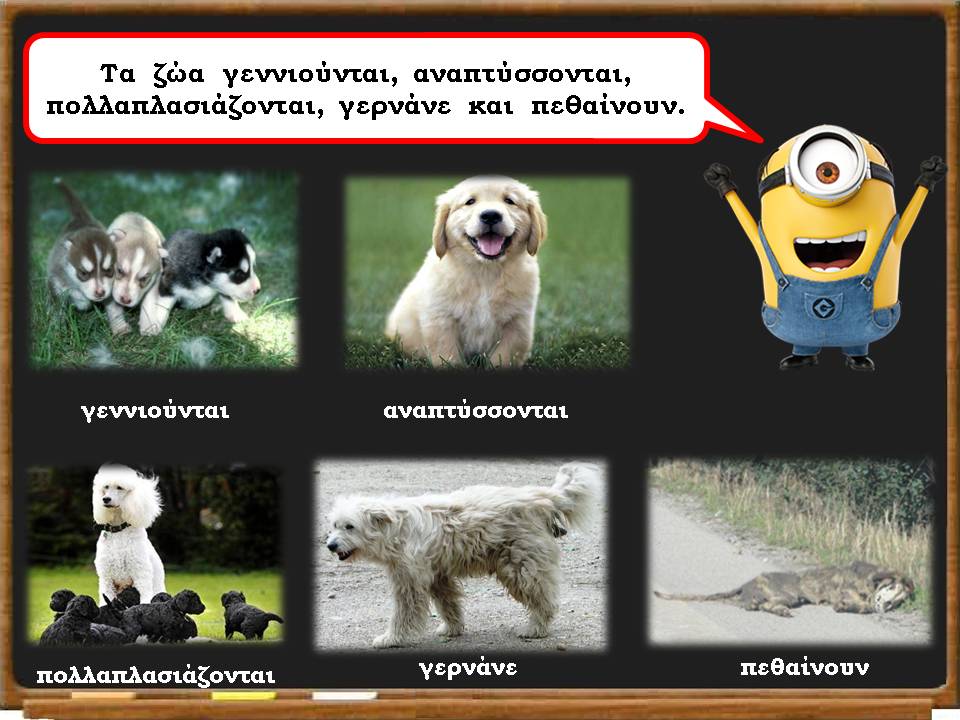 Παίζω και μαθαίνω: ΤΑ ΖΩΑ