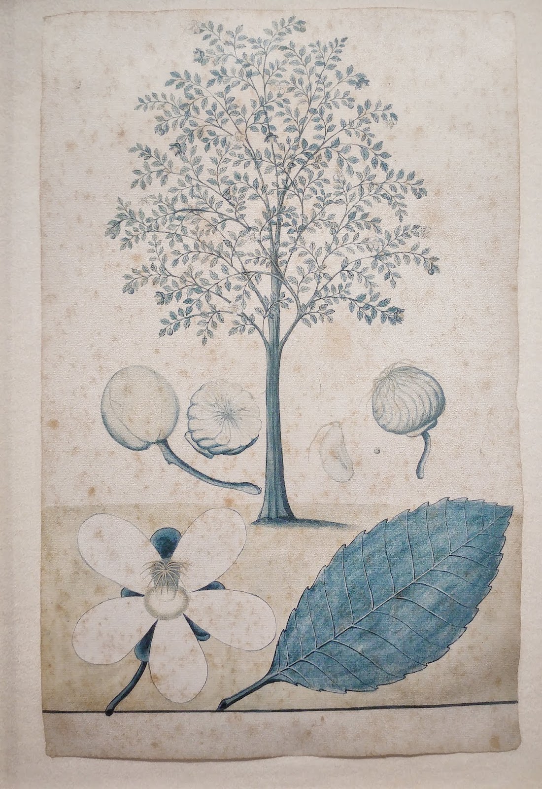 Juan De Cuellar: The 18th Century Botanical Expedition in the Philippines