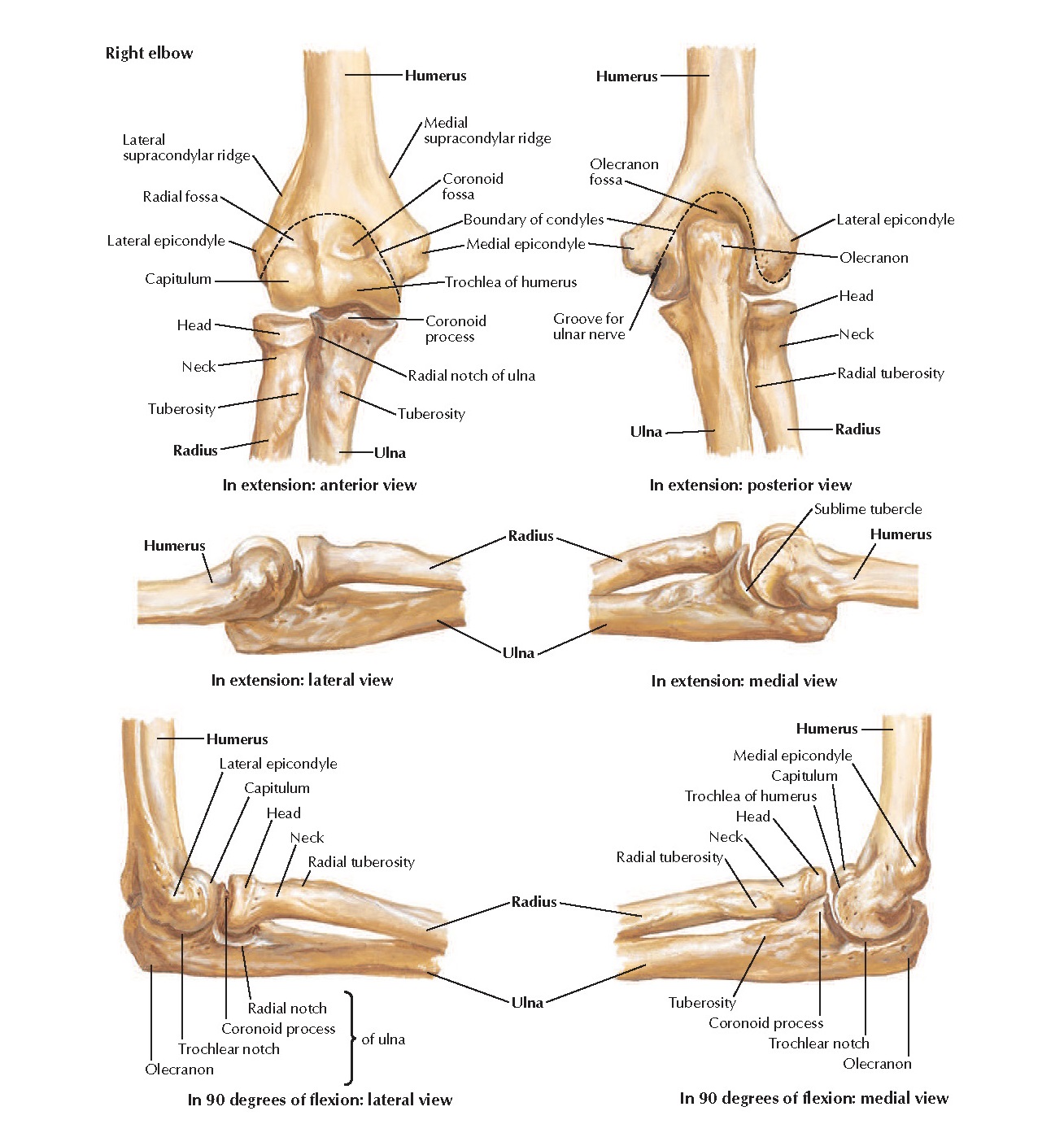 Bones of Elbow Anatomy - pediagenosis