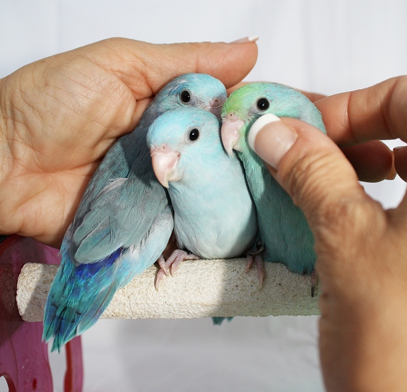 2011 | Parrotlet Babies