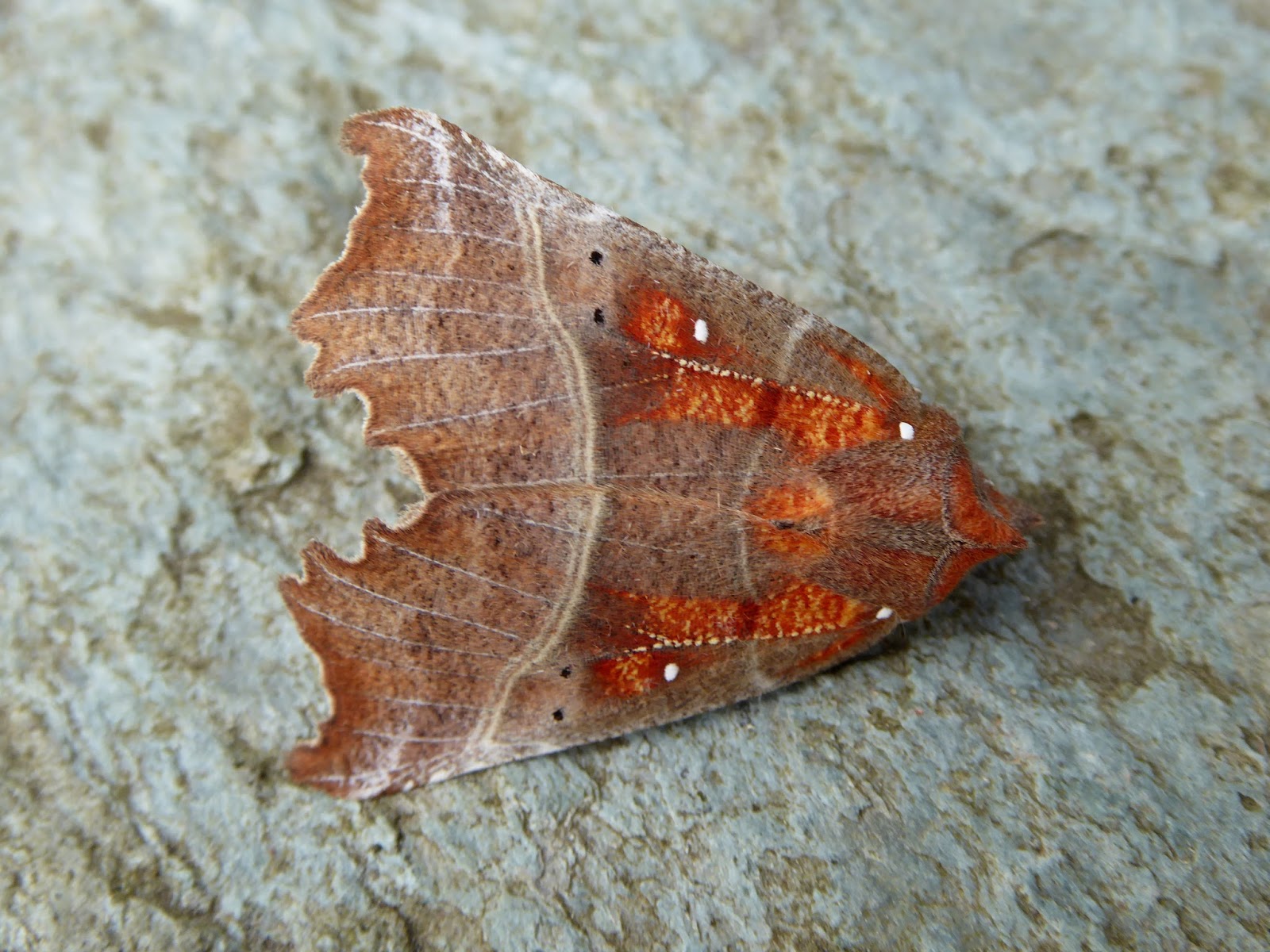 Julia Garner : Spectacular and fluffy summer moths....