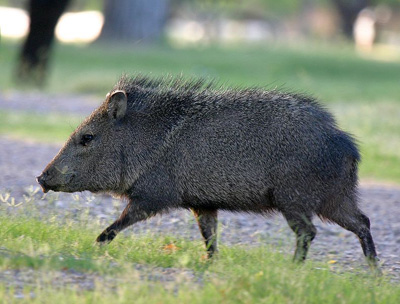 Synapsida: Not the Pig Family: Peccaries of the World