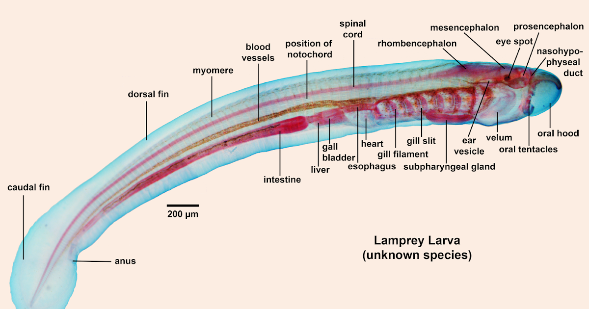 Bio World: CYCLOSTOMATA CLASS, VERTEBRATA