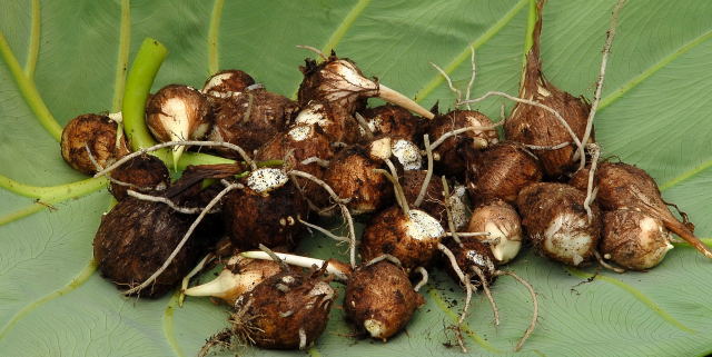 HOW TO OVERWINTER COLOCASIA |The Garden of Eaden