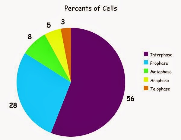 Biology Blog: Onion Root Tips Mitosis