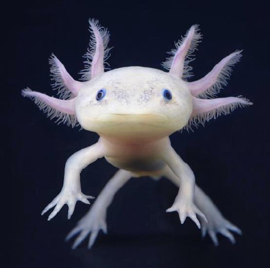 My amazing world: The axolotl or Mexican salamander is a neotenic ...