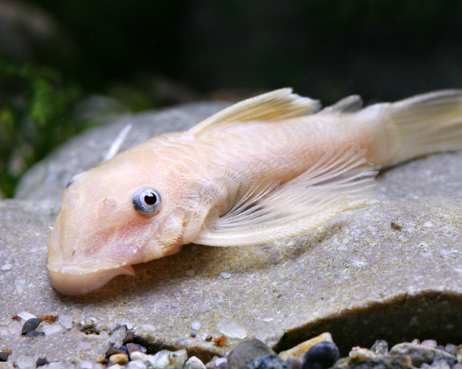 Albino Catfish (Gold Catfish) (Golden Ancistrus)