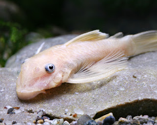 Albino Catfish (Gold Catfish) (Golden Ancistrus)