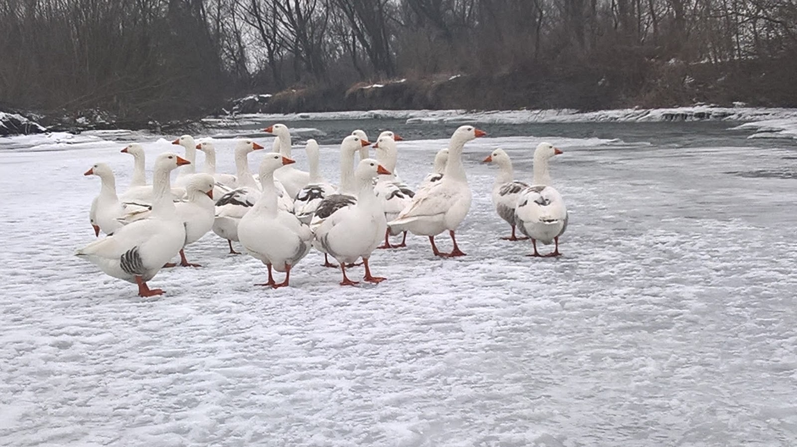FERMA DE RATE SI GASTE: Ferma noastra