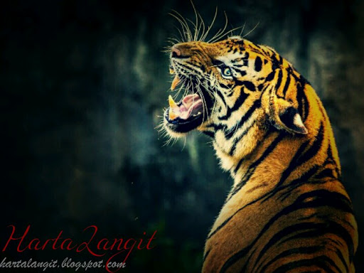 Ciri-ciri taring Macan asli dan khasiatnya - Harta Langit