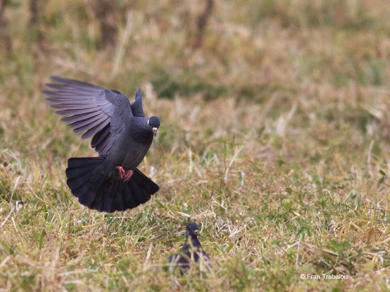 ZAGROS NATURE IMAGES: White-collared Pigeon