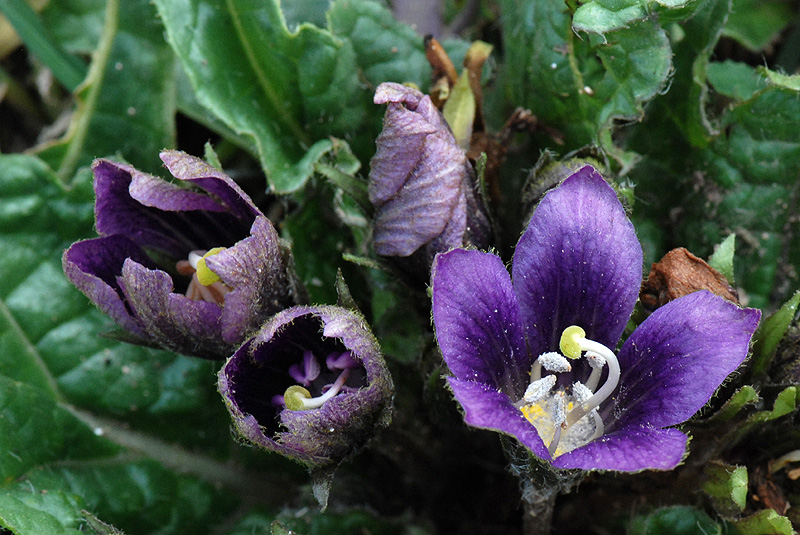 Flower Tales: The mandrake's screaming reputation