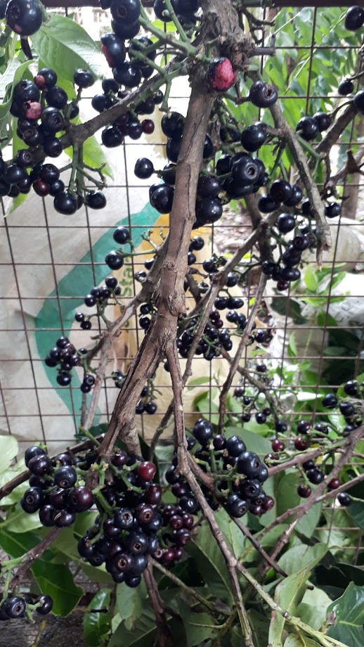 IRGUHAN NG MGA INFANTAHIN: LIPOTE FRUITS/LIPOTE JAM