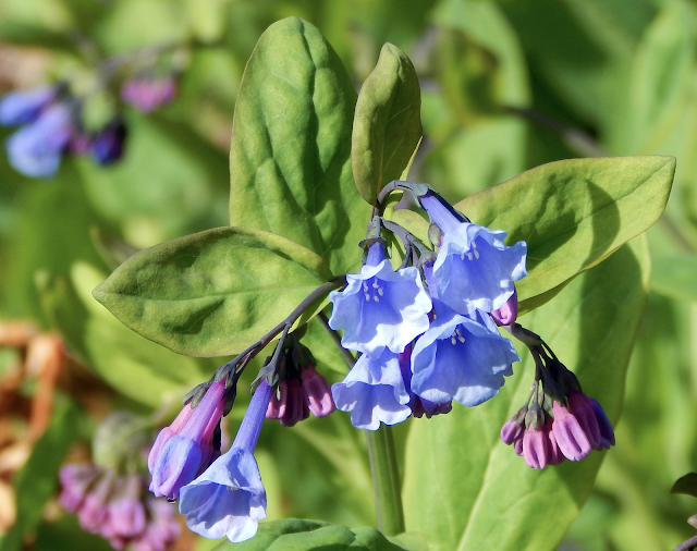 clay and limestone: Wildflower Wednesday: Virginia Bluebells