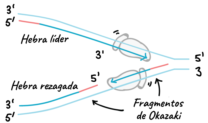 Repaso de la estructura y replicación del ADN