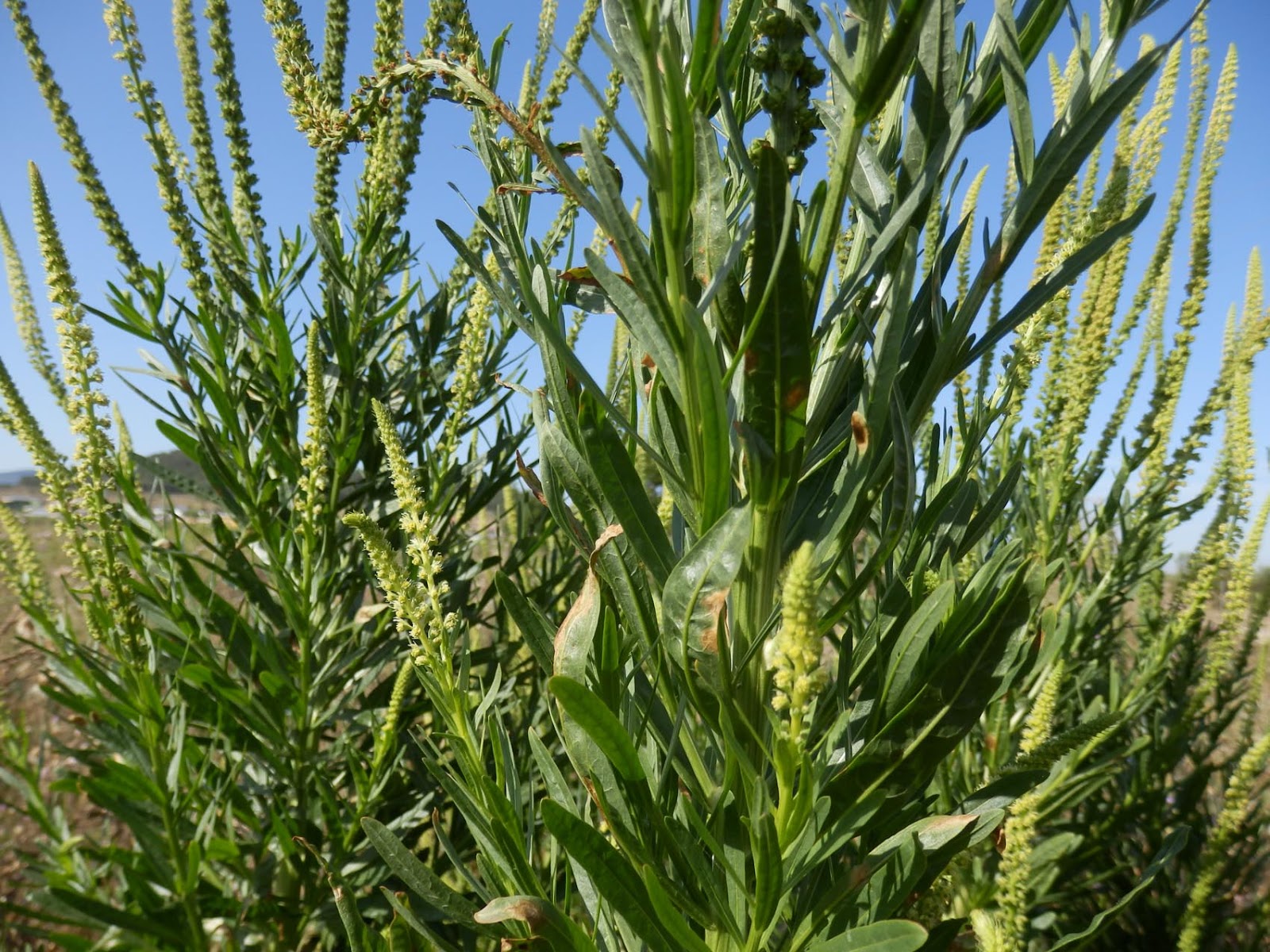 NATURA VIVA: La galda o gualda (Reseda luteola L.)