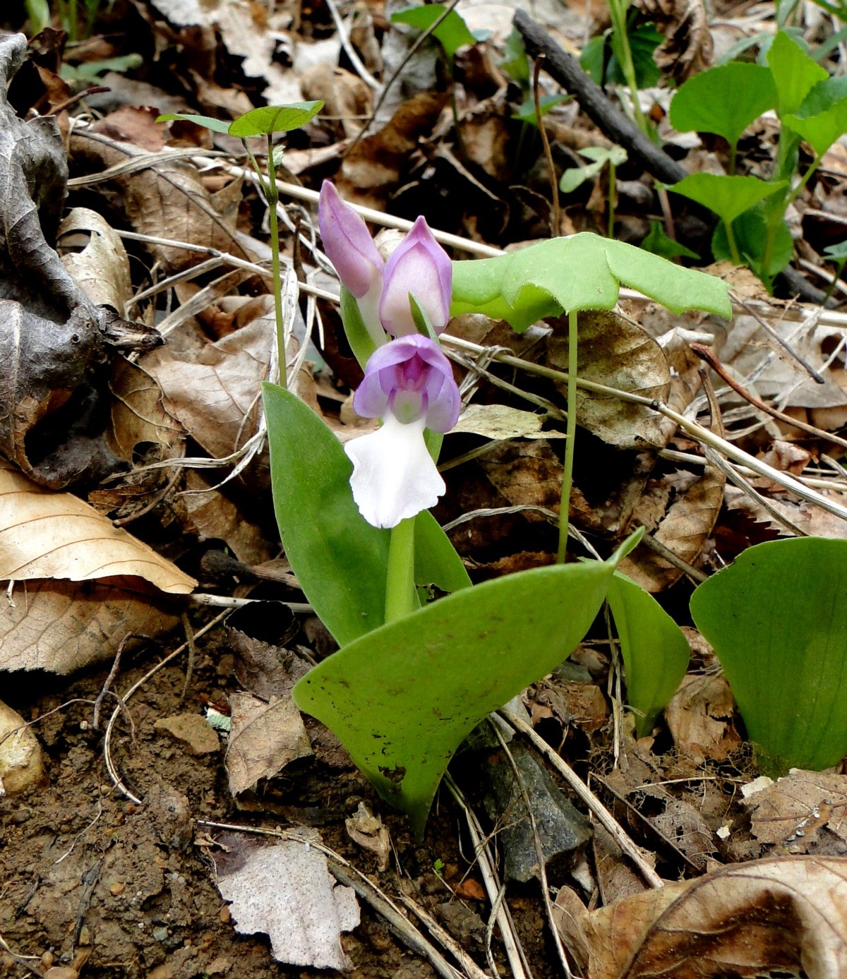 Appalachian Journal : Orchid Discovery!