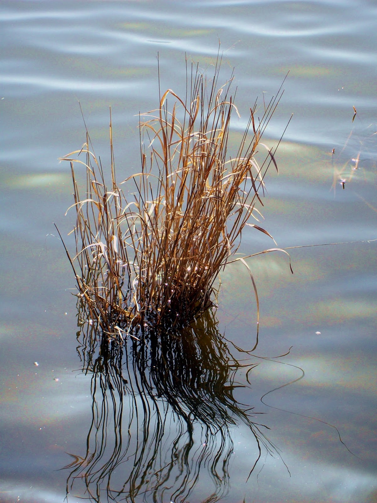 Progressive Charlestown: New wetlands rules rolled out; to take effect ... Progressive Charlestown: New wetlands rules rolled out; to take effect ...