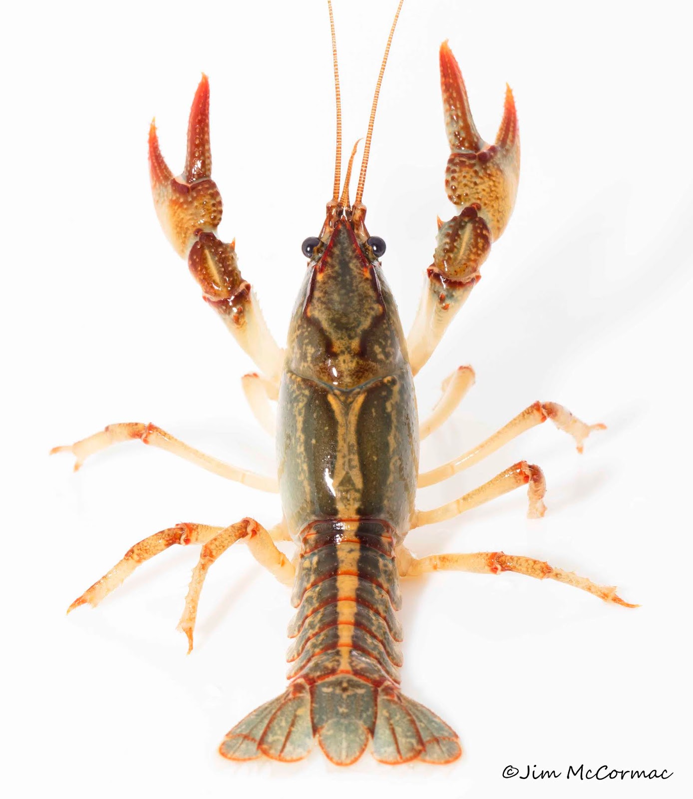 Ohio Birds and Biodiversity: Meet the jewel mudbug