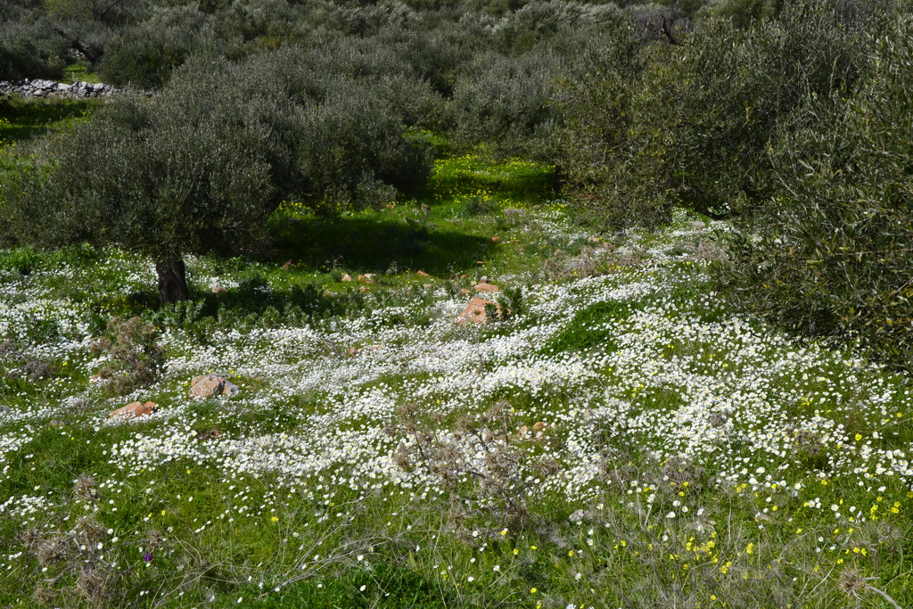 EXPLORE MOUNTAINS: ΠΕΖΟΠΟΡΙΑ ΝΕΑΠΟΛΗ-ΜΟΝΟΠΑΤΙ ΠΡΟΣ ΚΟΥΡΟΥΝΕΣ-ΑΡΧΑΙΑ ΔΡΗΡΟΣ