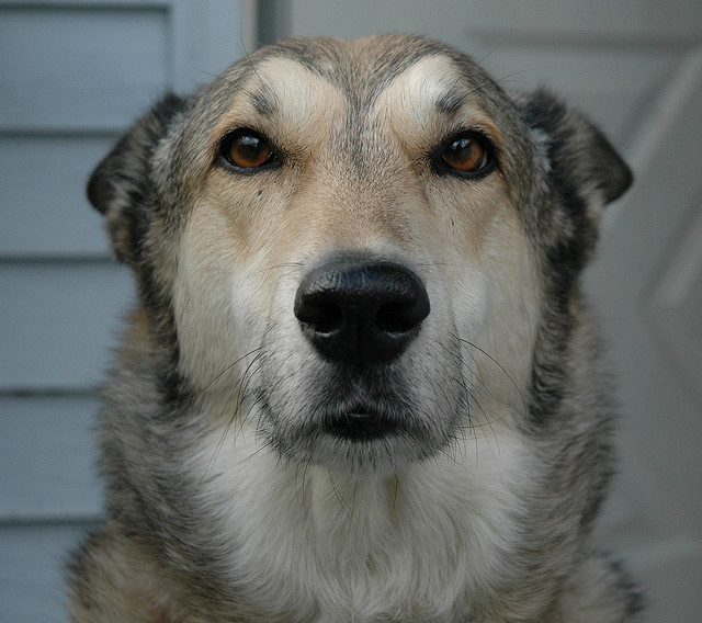 In praise of the Mutt | The Ark In Space