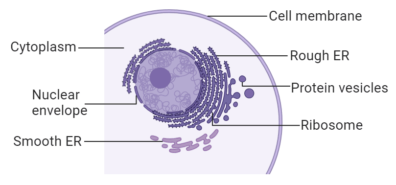 Smooth Endoplasmic Reticulum Diagram