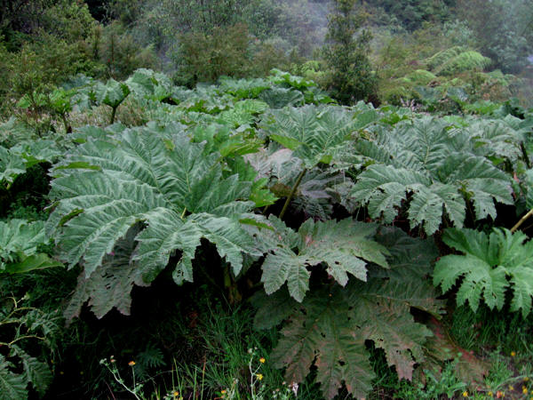 especies chilenas: La Nalca o Pangue (Gunnera tinctoria)